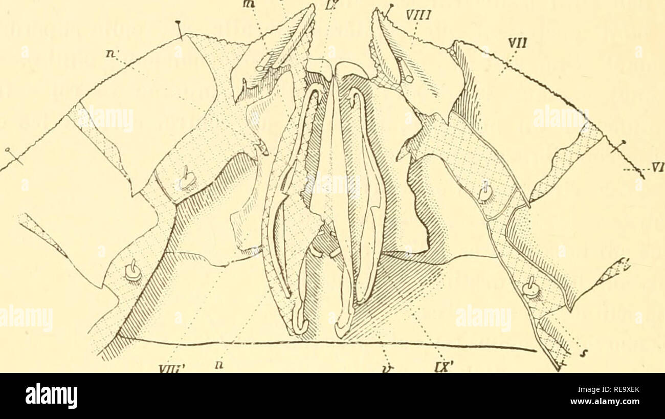 Morphologie des insectes hi-res stock photography and images - Alamy