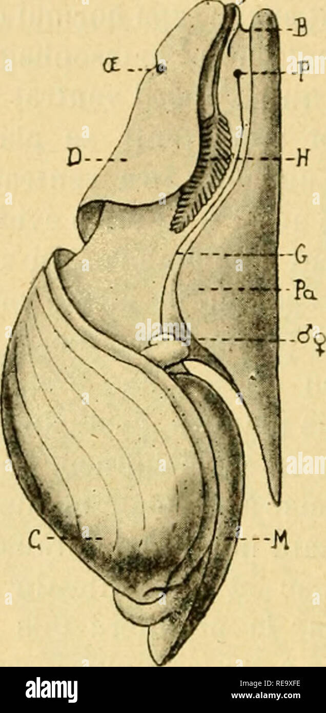 Ganglion nerveux hi-res stock photography and images - Alamy