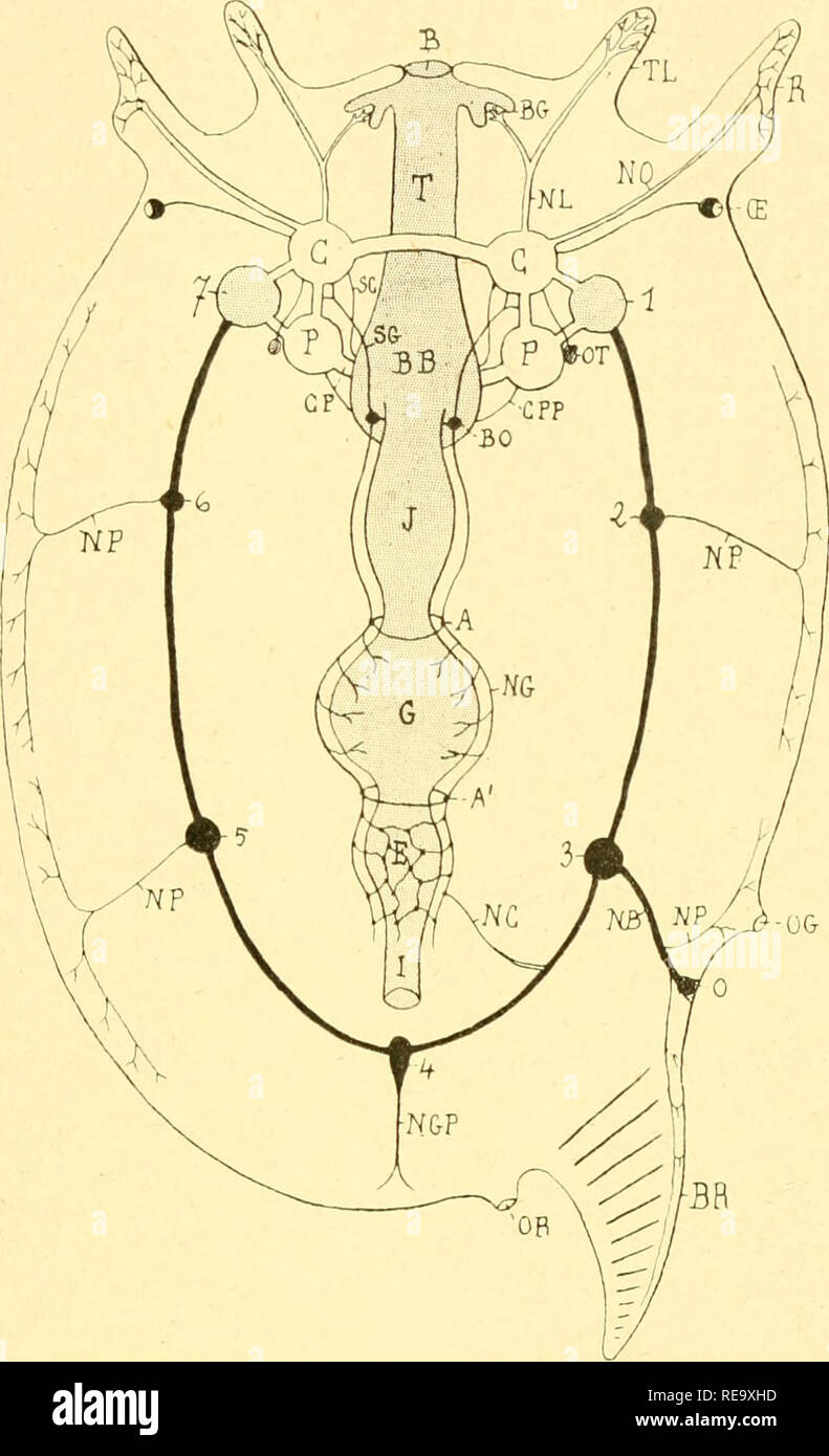 . Contribution à l'étude des Gastéropodes, opisthobranches et en ...