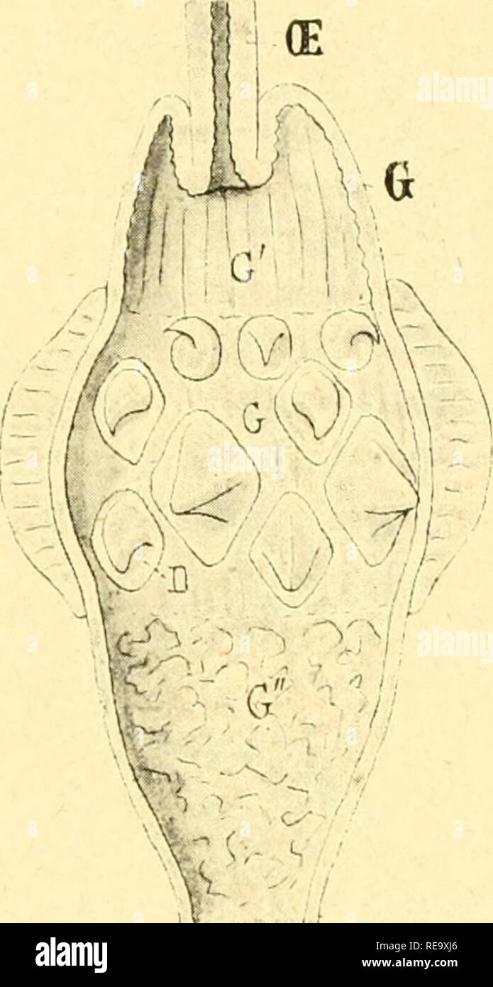 . Contribution Ã l'Ã©tude des GastÃ©ropodes, opisthobranches et en ...