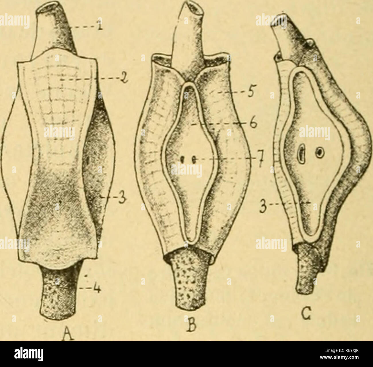 Lignarius hi-res stock photography and images - Alamy