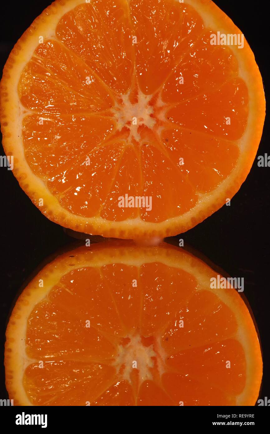 Cut in Half Clementine (Citrus × clementina) Close Up against a Black ...