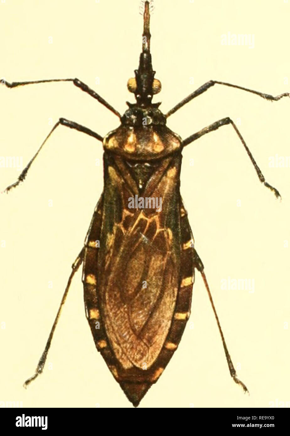 . Contribución al estudio del gen. Triatoma lap.. Triatoma; Assassin ...