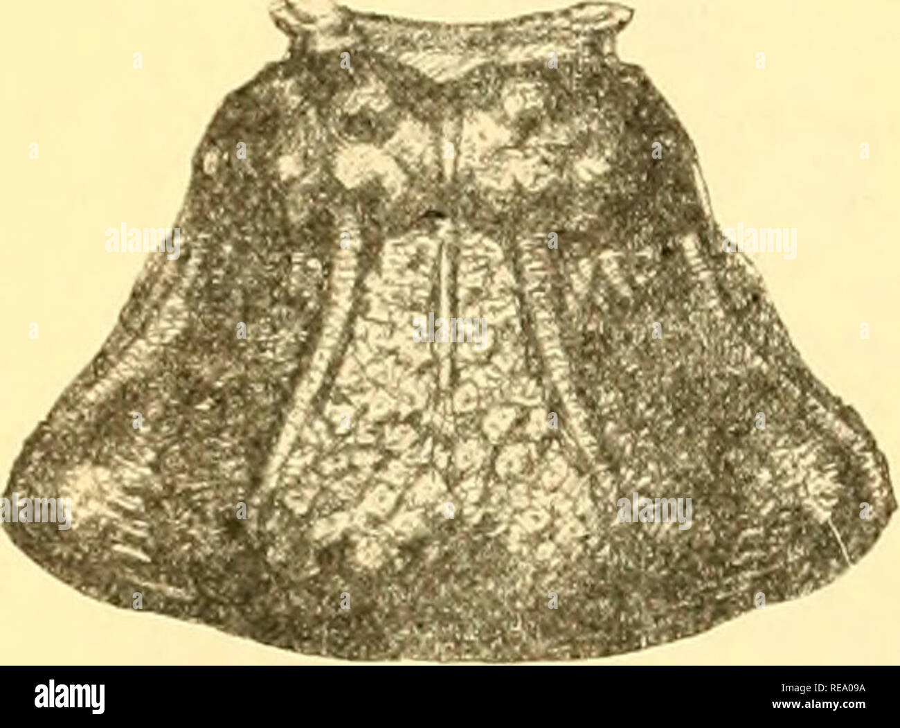 . Contribución al estudio del gen. Triatoma lap.. Triatoma; Assassin ...