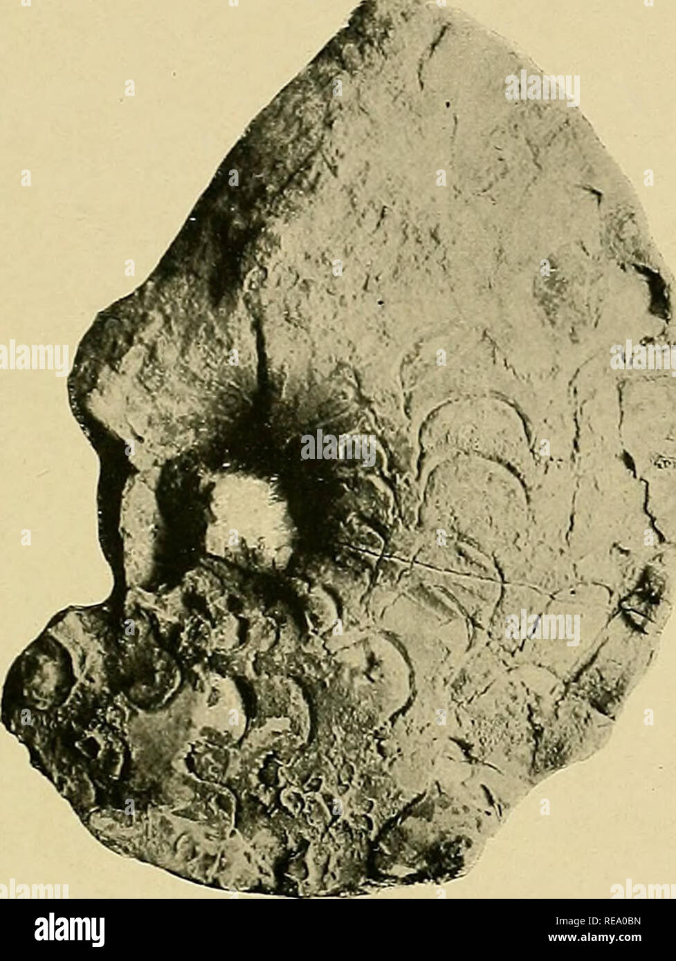 . Contribución al conocimiento sobre algunos Ammonites del Perú ...
