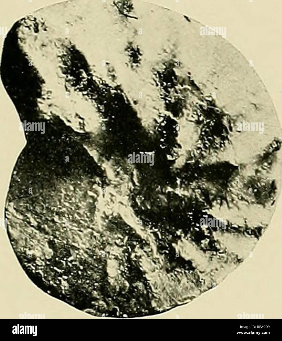 . Contribución al conocimiento sobre algunos Ammonites del Perú ...