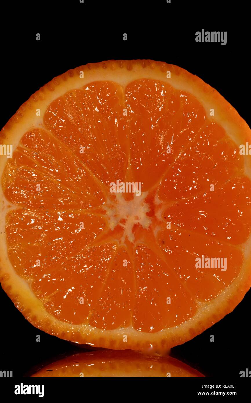 Cut in Half Clementine (Citrus × clementina) Close Up against a Black ...