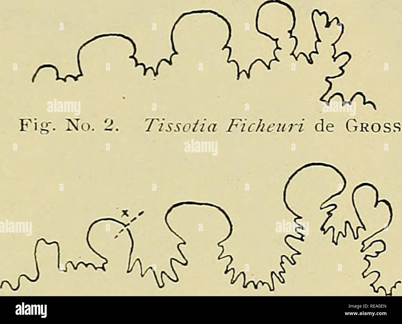 . Contribución al conocimiento sobre algunos Ammonites del Perú ...