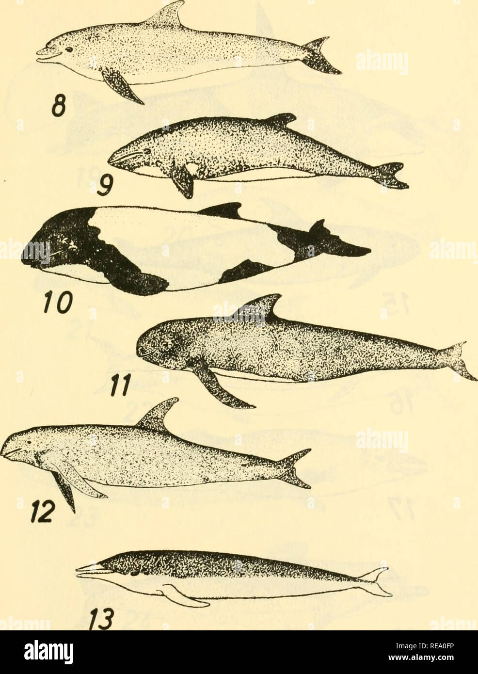 Lissodelphis Peronii