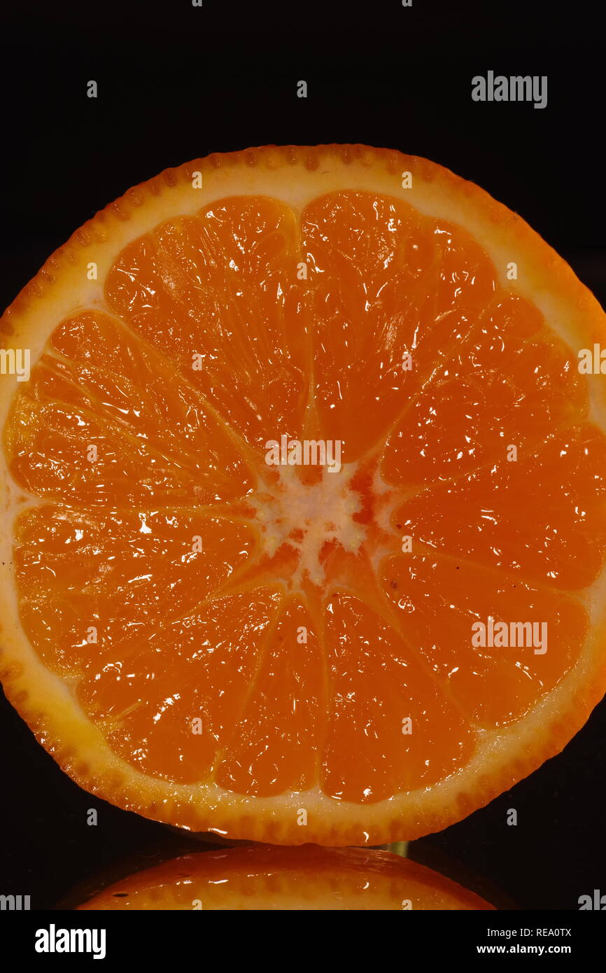Cut in Half Clementine (Citrus × clementina) Close Up against a Black ...