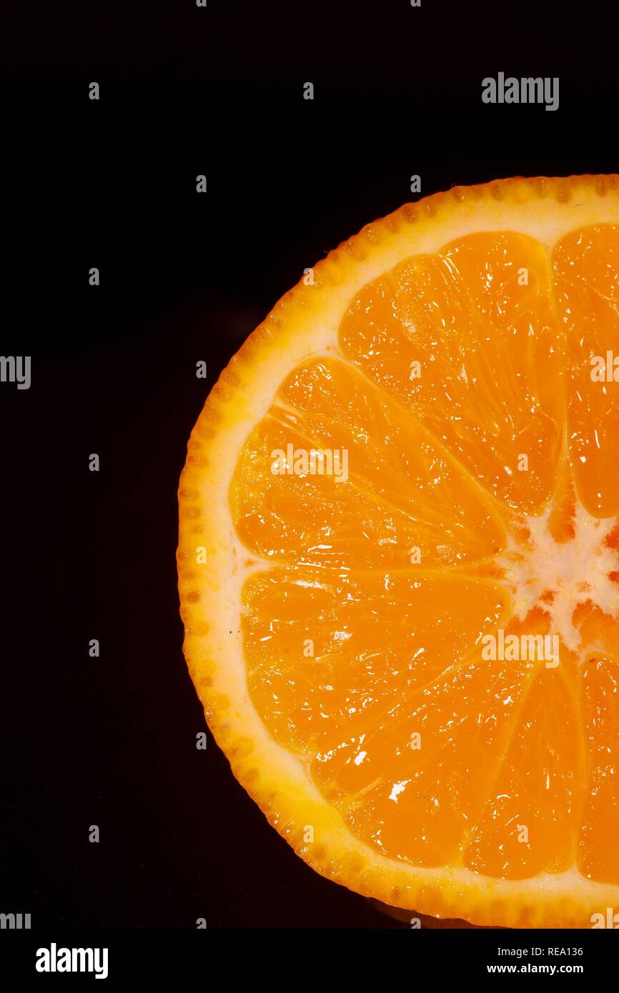 Cut in Half Clementine (Citrus × clementina) Close Up against a Black ...