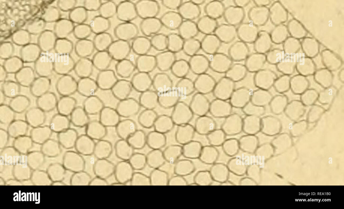 . The construction of timber from its early growth; explained by the ...