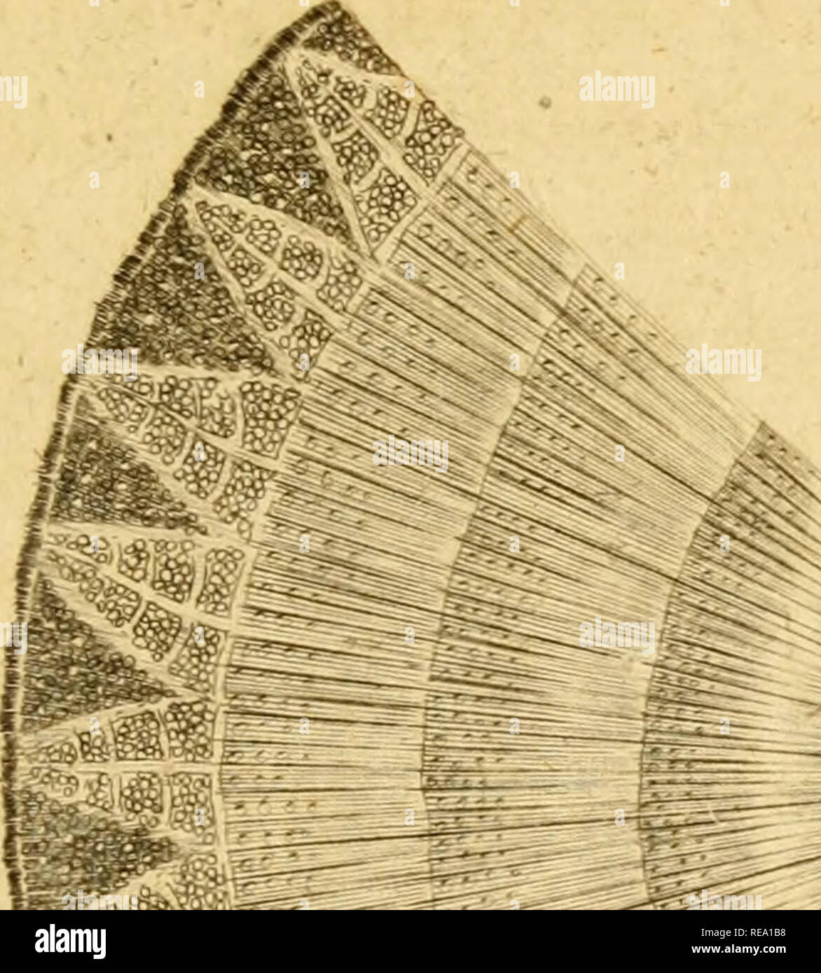 . The construction of timber from its early growth; explained by the ...