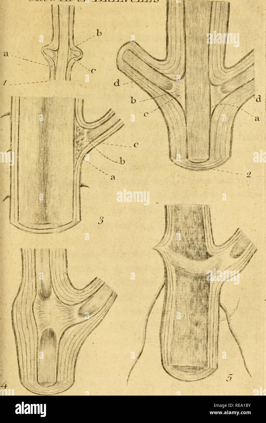 . The construction of timber from its early growth; explained by the ...