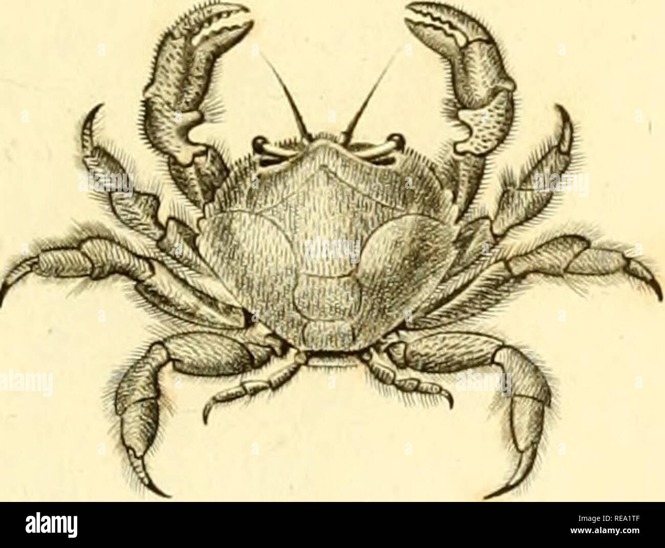 Dromie hi-res stock photography and images - Alamy