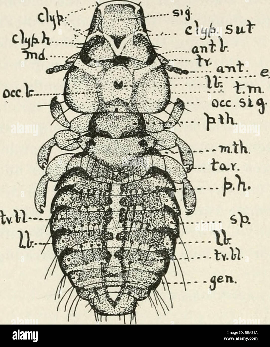 Ant spiracle hi-res stock photography and images - Alamy