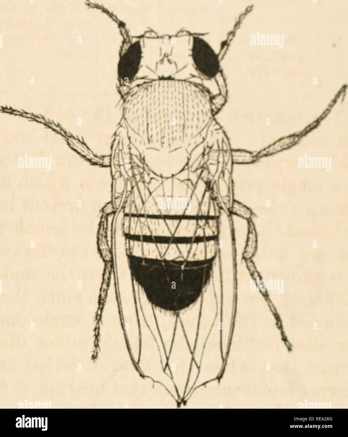 . Contributions to the genetics of Drosophila melanogaster. Drosophila ...