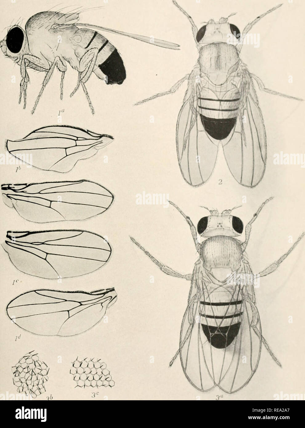 Thomas morgan genetics hi-res stock photography and images - Alamy