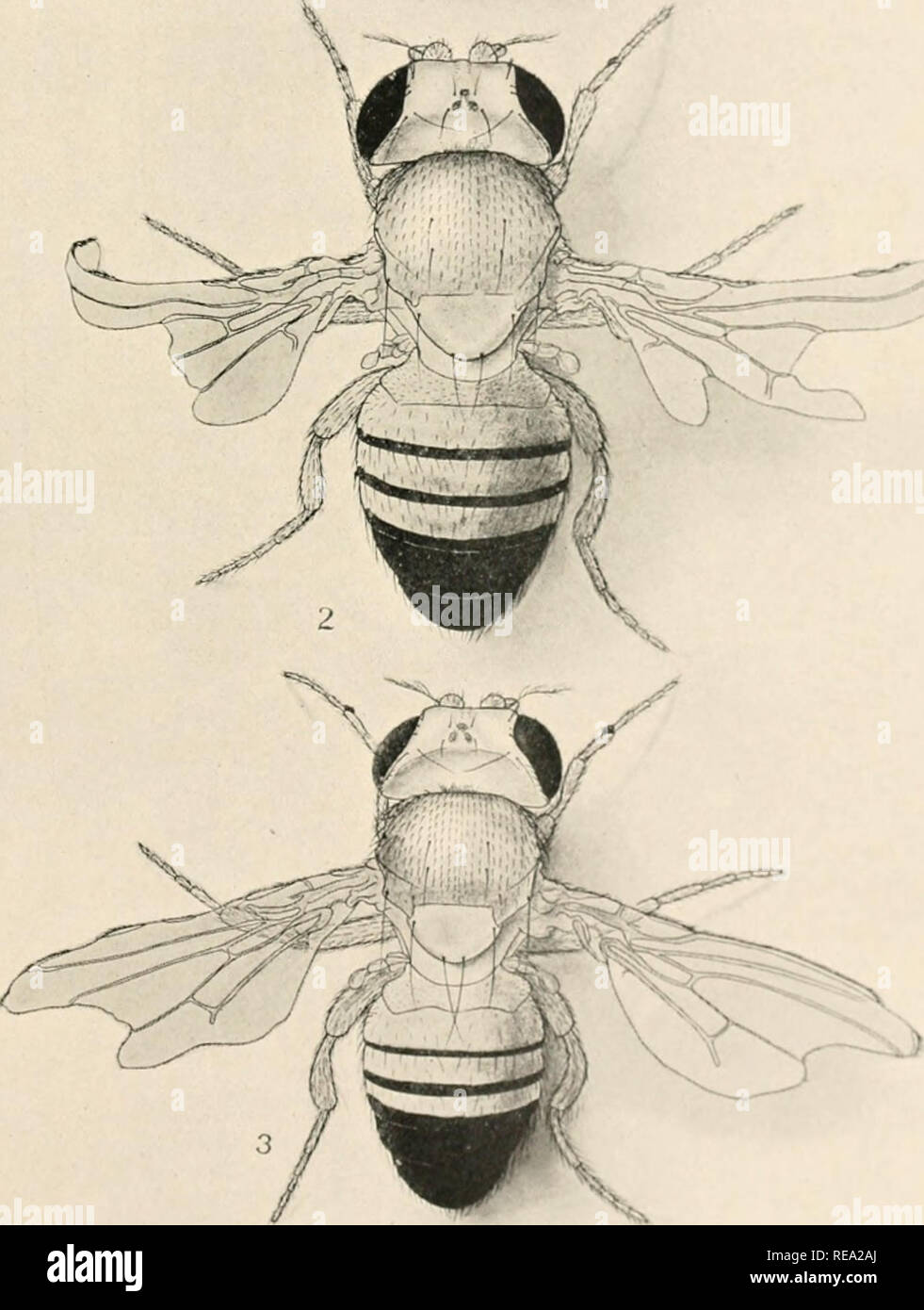 Thomas morgan genetics hi-res stock photography and images - Alamy
