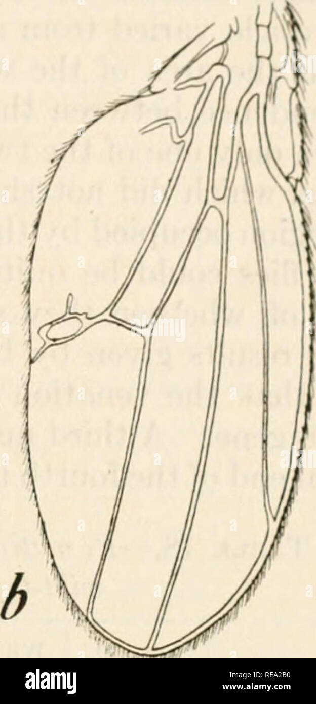 Thomas morgan genetics hi-res stock photography and images - Alamy