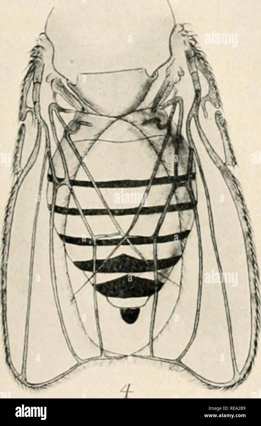 Alfred henry sturtevant hi-res stock photography and images - Alamy