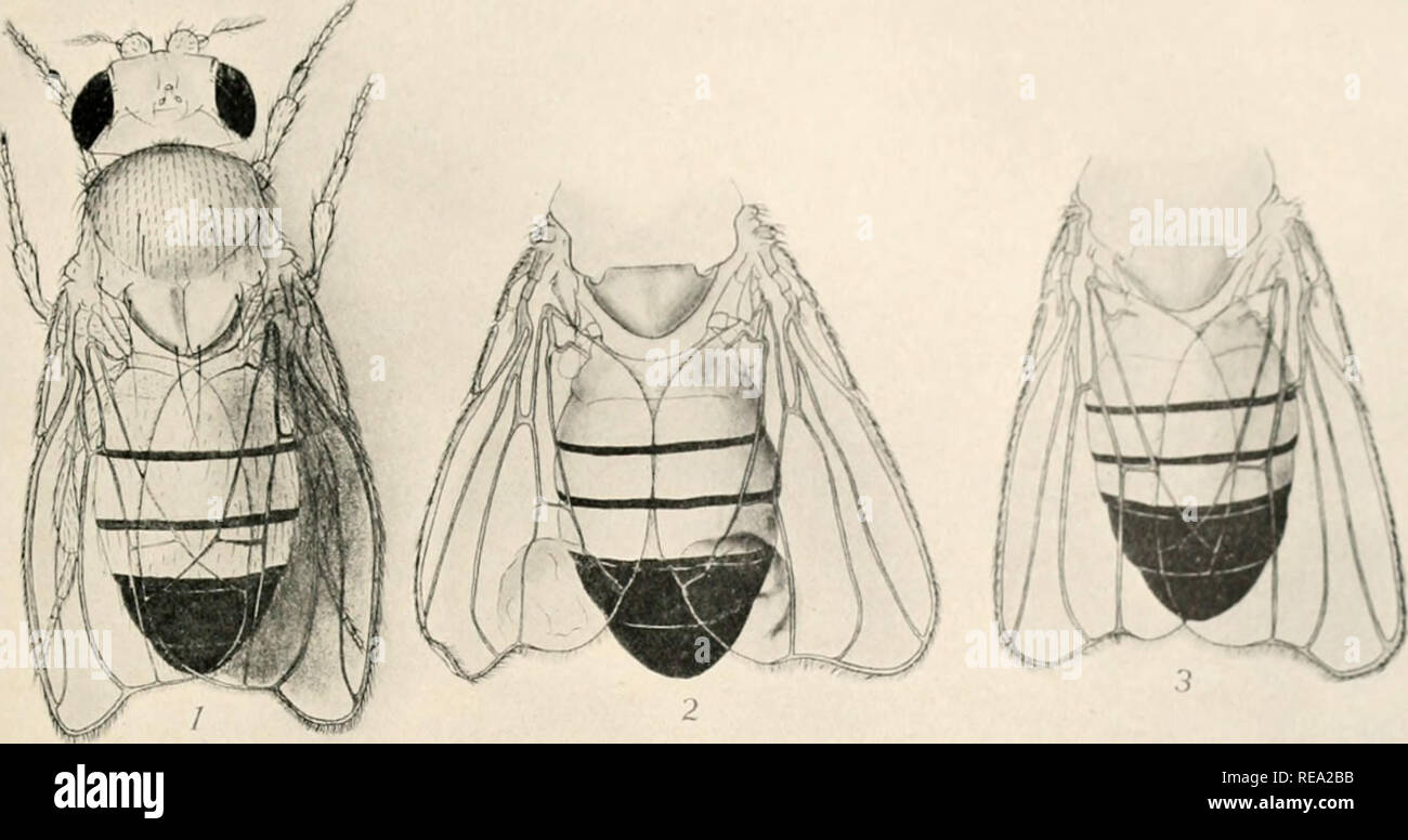 Thomas morgan genetics hi-res stock photography and images - Alamy