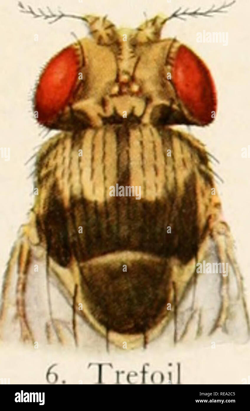 Alfred henry sturtevant hi-res stock photography and images - Alamy