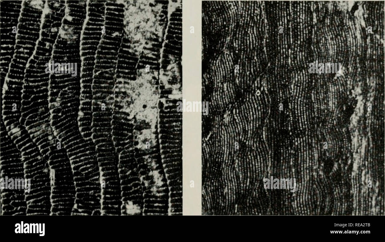 . Early Devonian fishes from Utah : Heteroostraci. Fishes, Fossil ...