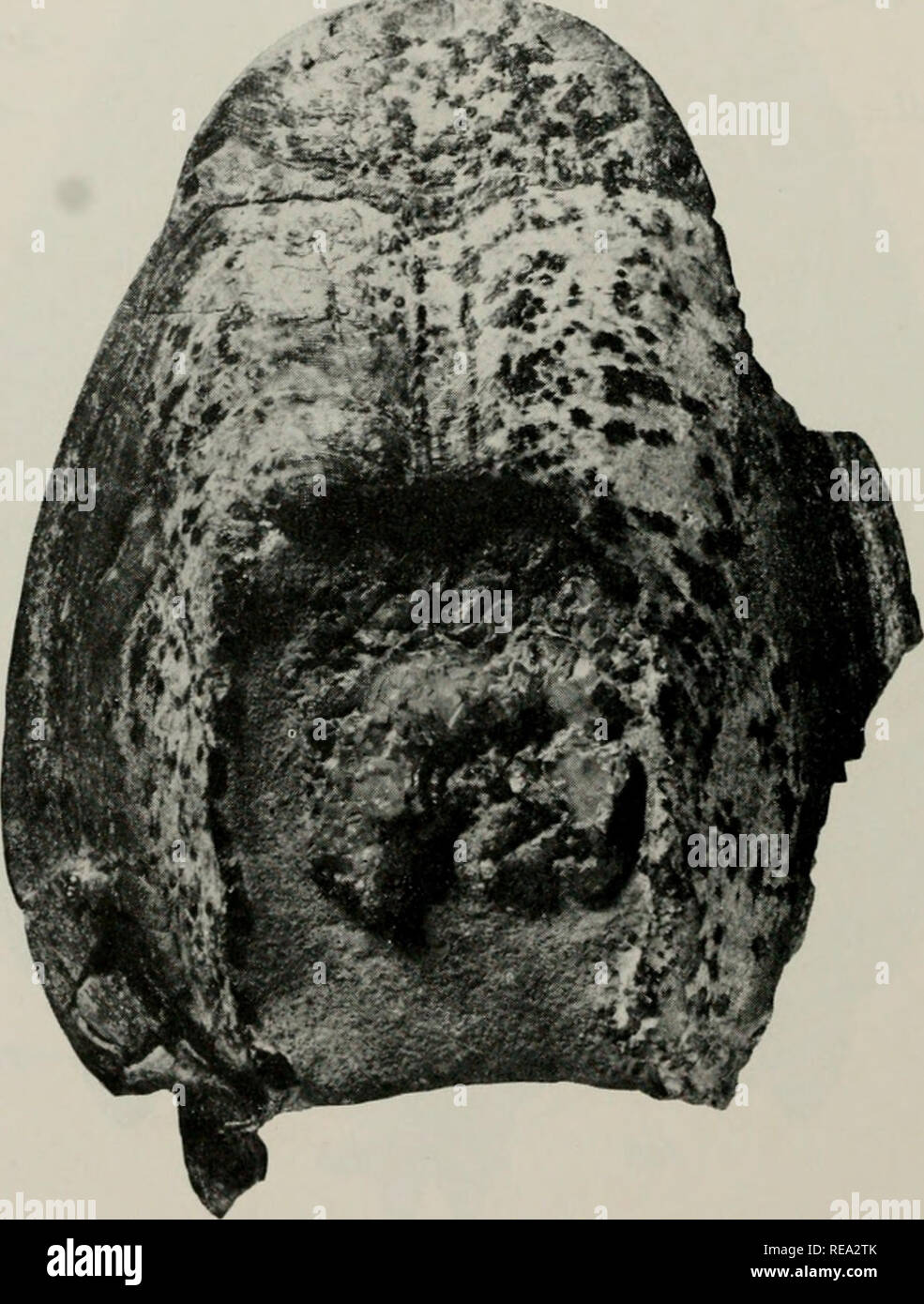 Branchial plates hi-res stock photography and images - Alamy