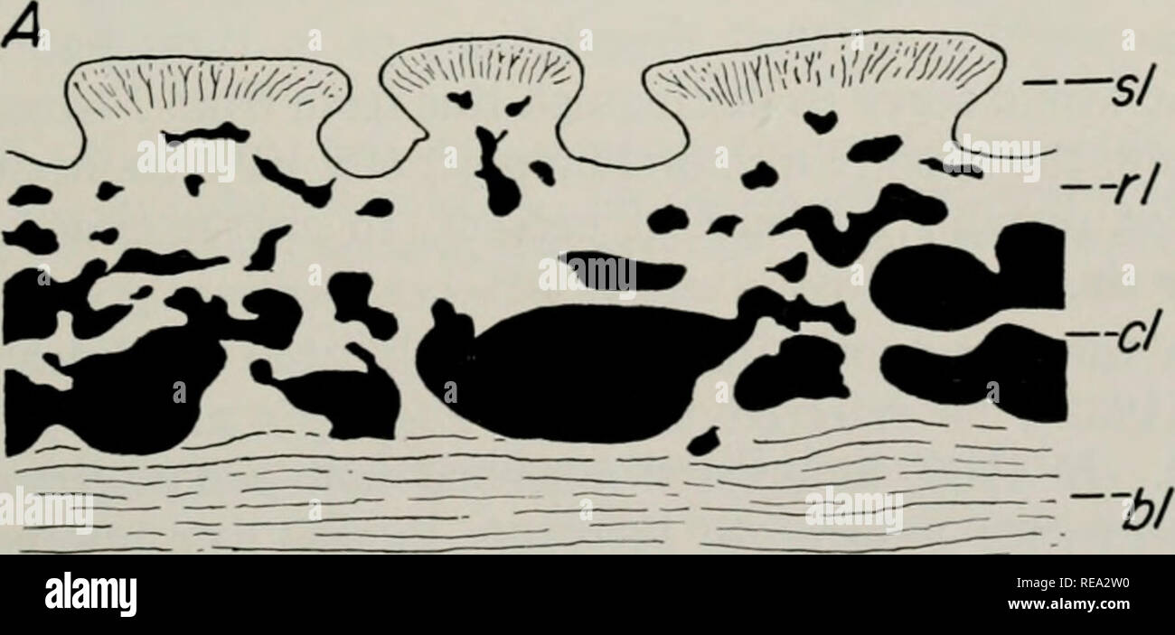. Early Devonian fishes from Utah : Heteroostraci. Fishes, Fossil ...