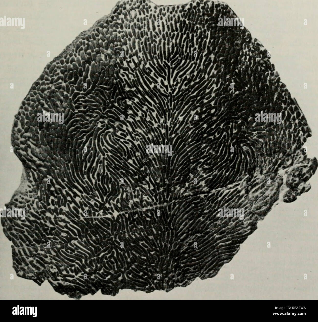 Wallacii hi-res stock photography and images - Alamy