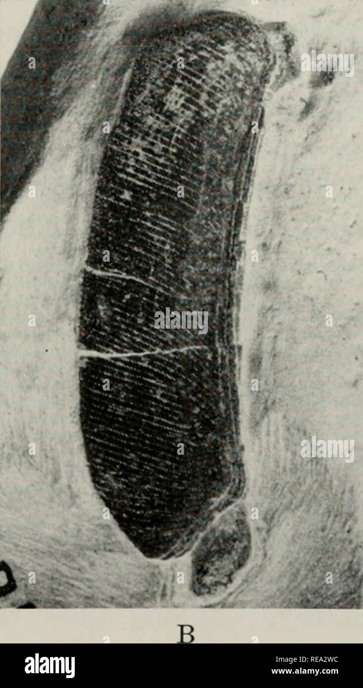 Poraspis hi-res stock photography and images - Alamy