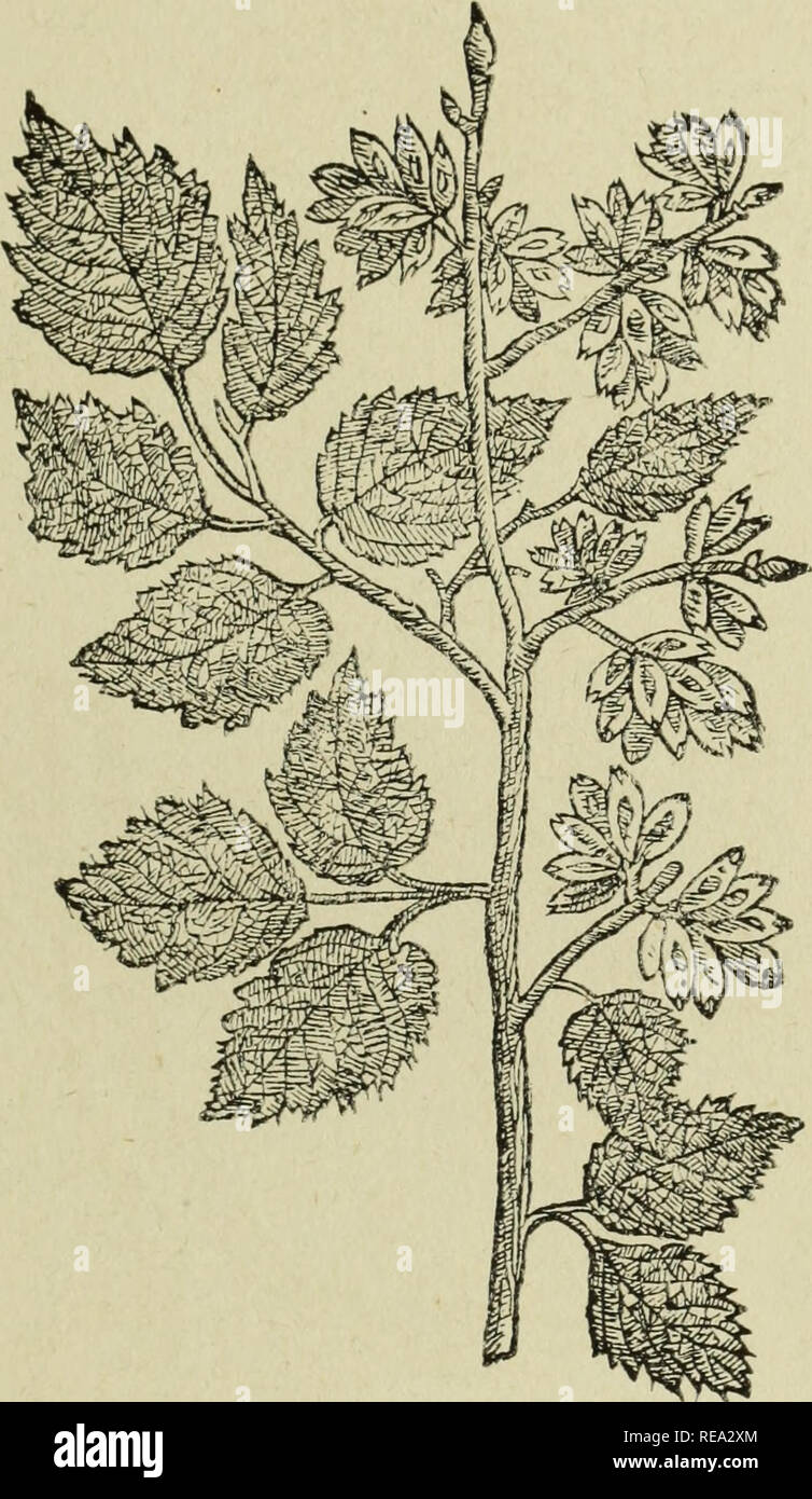 Witch elm tree hi-res stock photography and images - Alamy