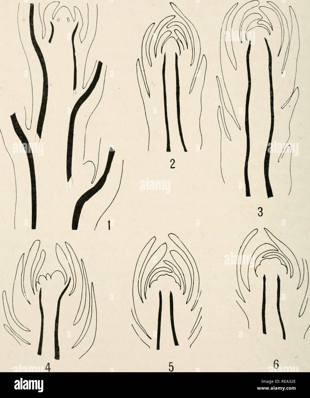 . Contributions from the Hull Botanical Laboratory. Plants. 348 ...