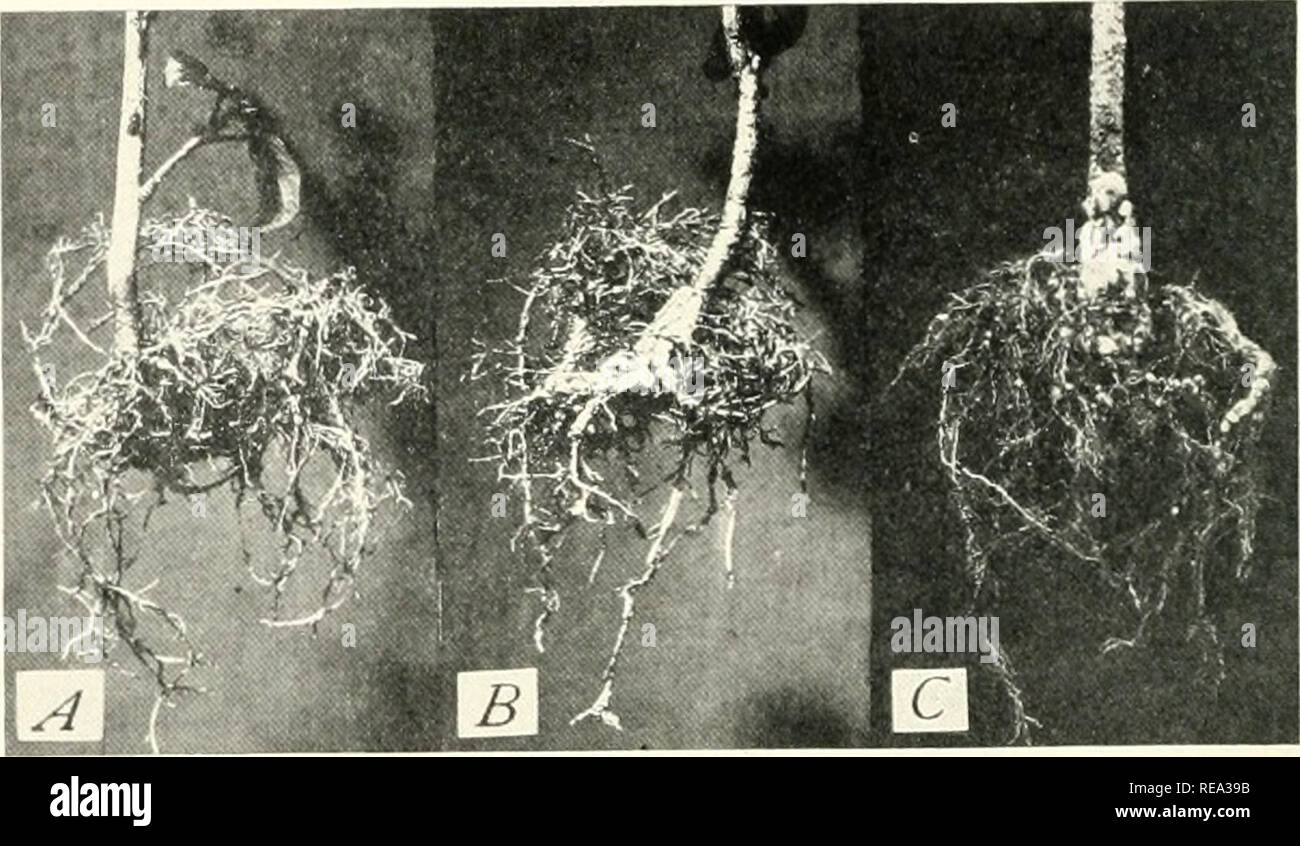 . Contributions from the Hull Botanical Laboratory. Plants. BOTANICAL ...