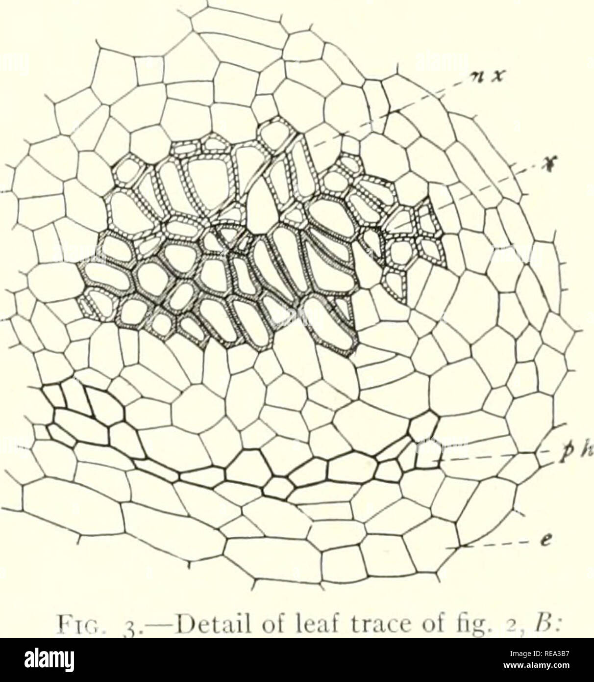 . Contributions from the Hull Botanical Laboratory. Plants. igisl PETRY ...