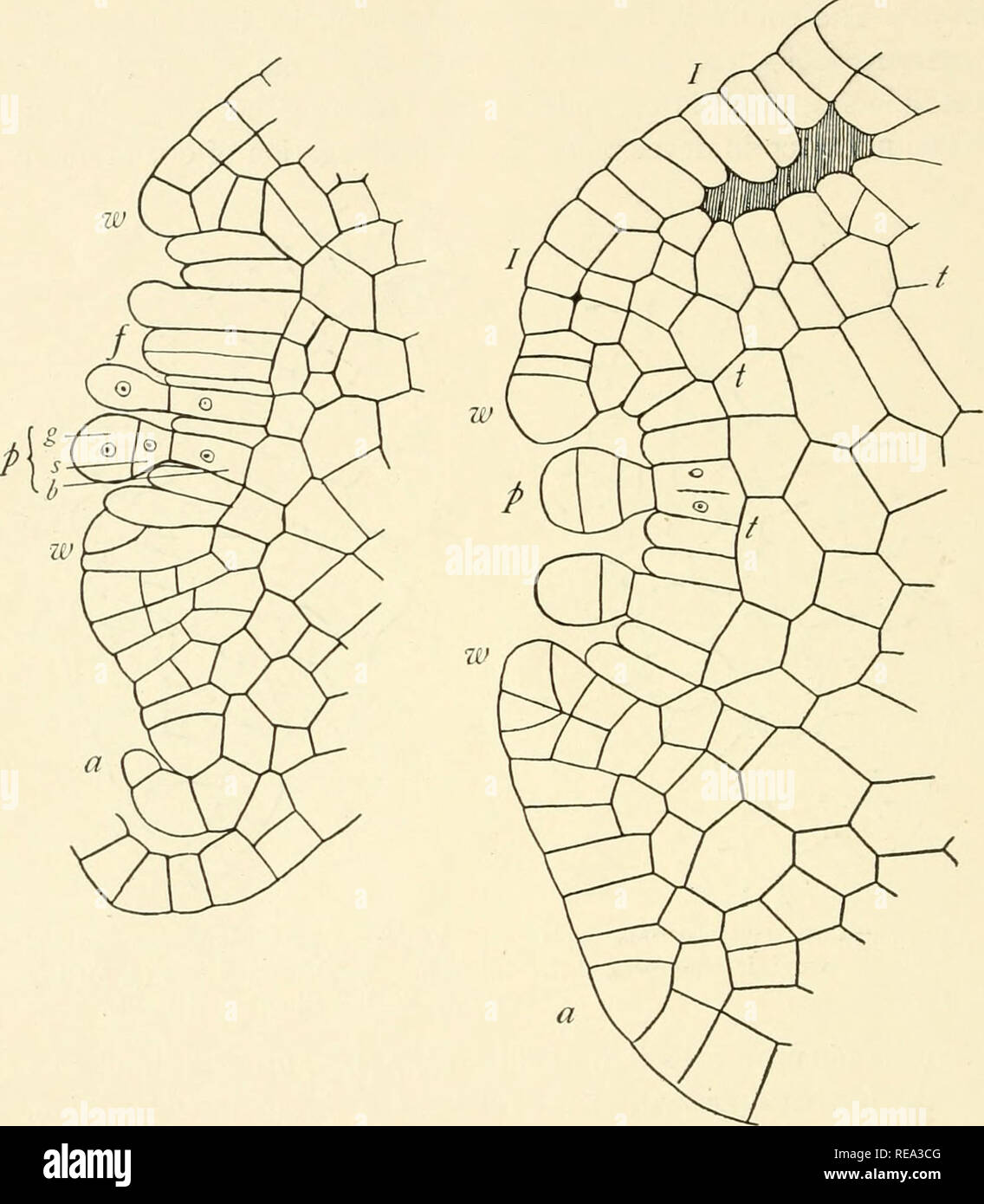 . Contributions from the Hull Botanical Laboratory. Plants. 406 ...