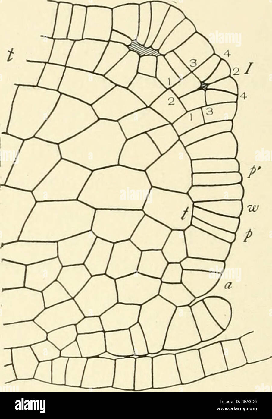 . Contributions from the Hull Botanical Laboratory. Plants. Fig. i ...