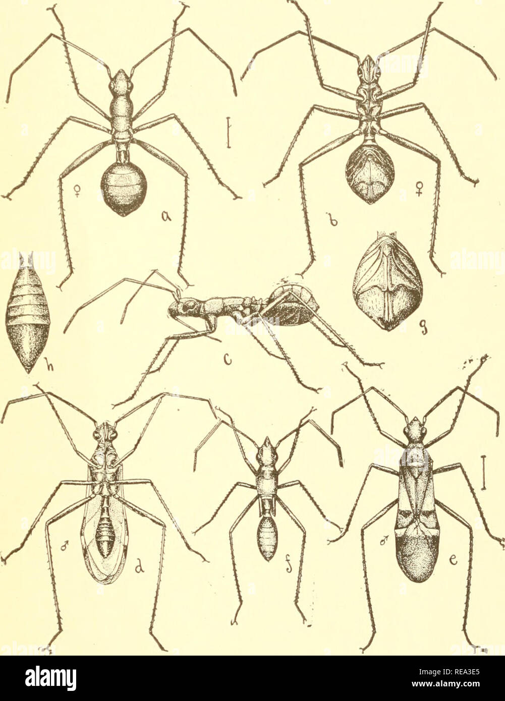 . Contributions from the Department of Zoology and Entomology. Zoology ...
