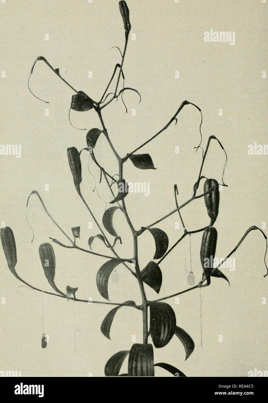 Self incompatibility hi-res stock photography and images - Alamy