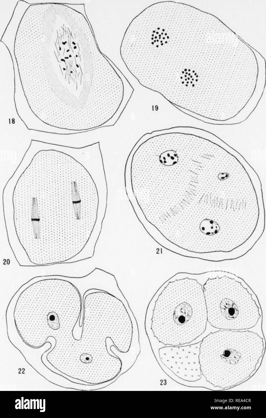 . Contributions from the Botanical Laboratory, vol. 7. Botany; Botany ...