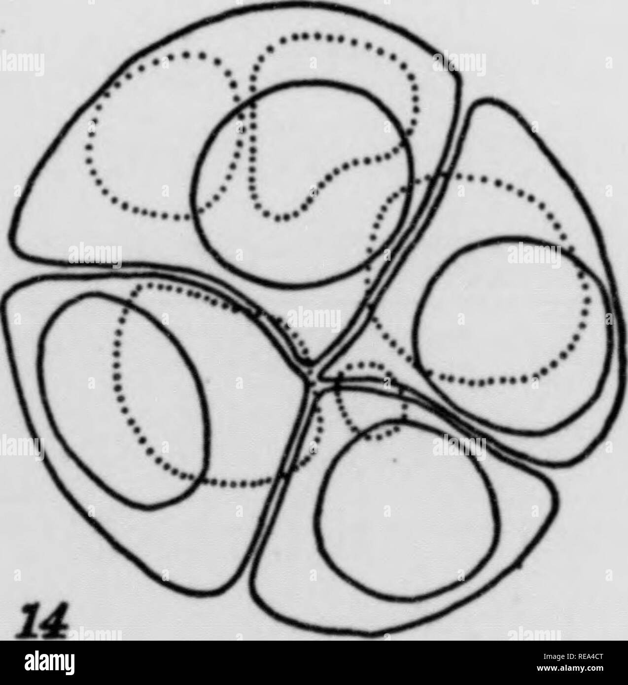 Metaphase Black and White Stock Photos & Images - Alamy