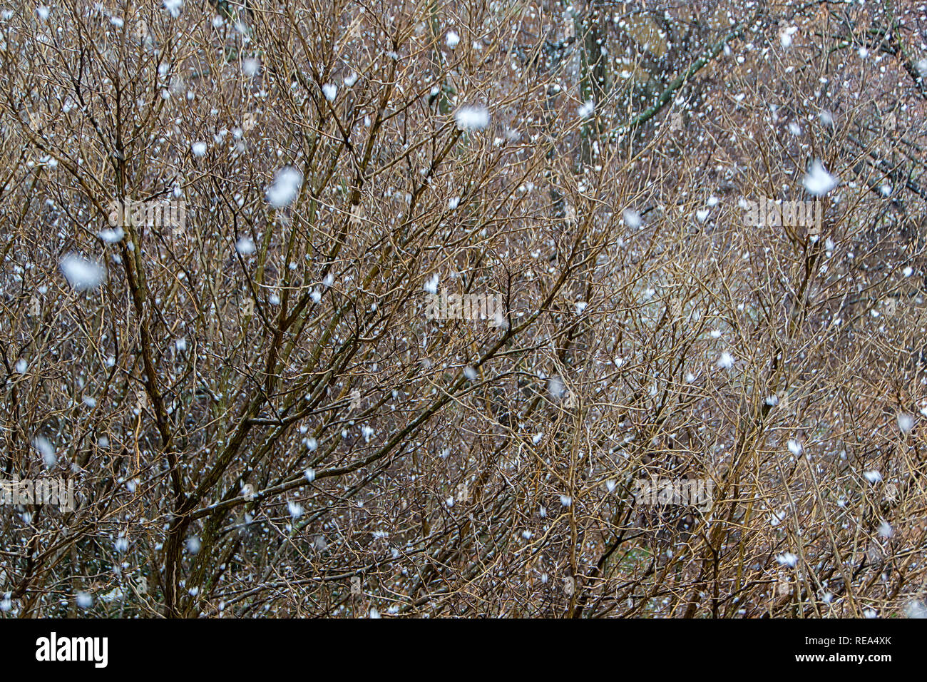 Snowflakes fall in the forest with branches as backgrounde Stock Photo ...