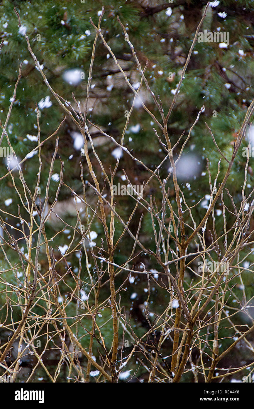 Snowflakes fall in the forest with branches as backgrounde Stock Photo ...