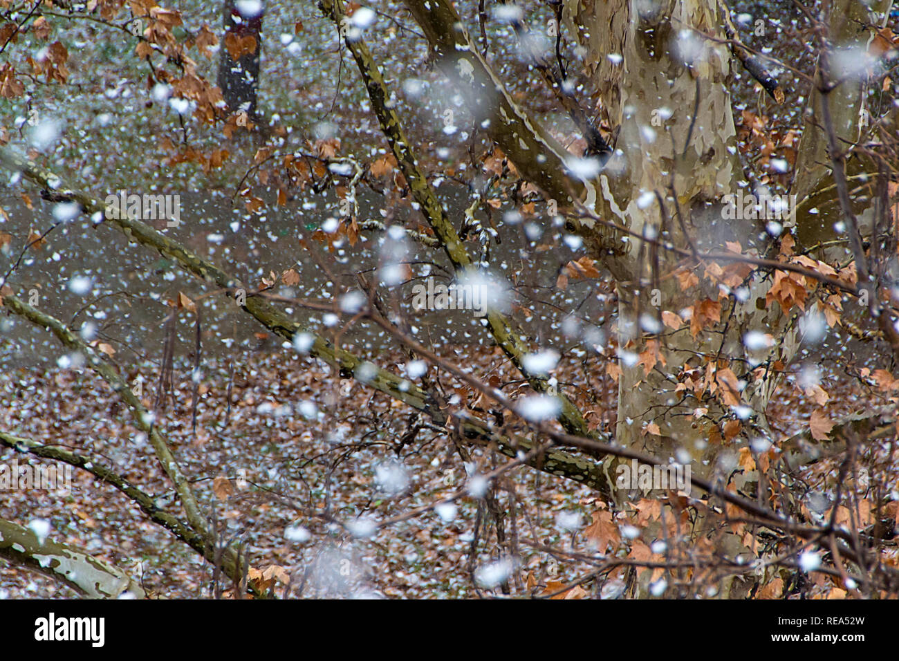 Calm falling snow flakes winter hi-res stock photography and images - Alamy