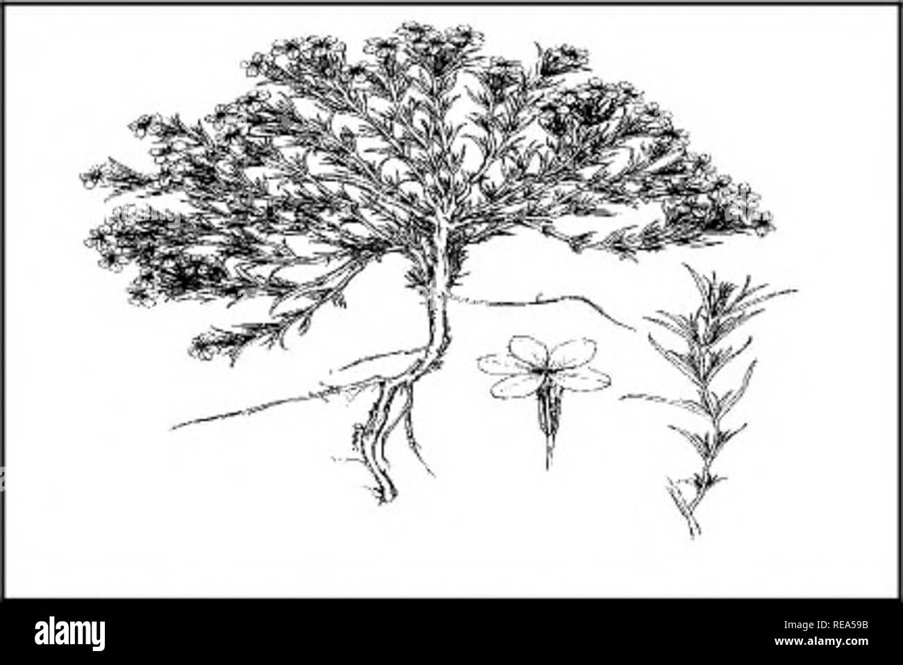 Tangled leaves Black and White Stock Photos & Images - Alamy