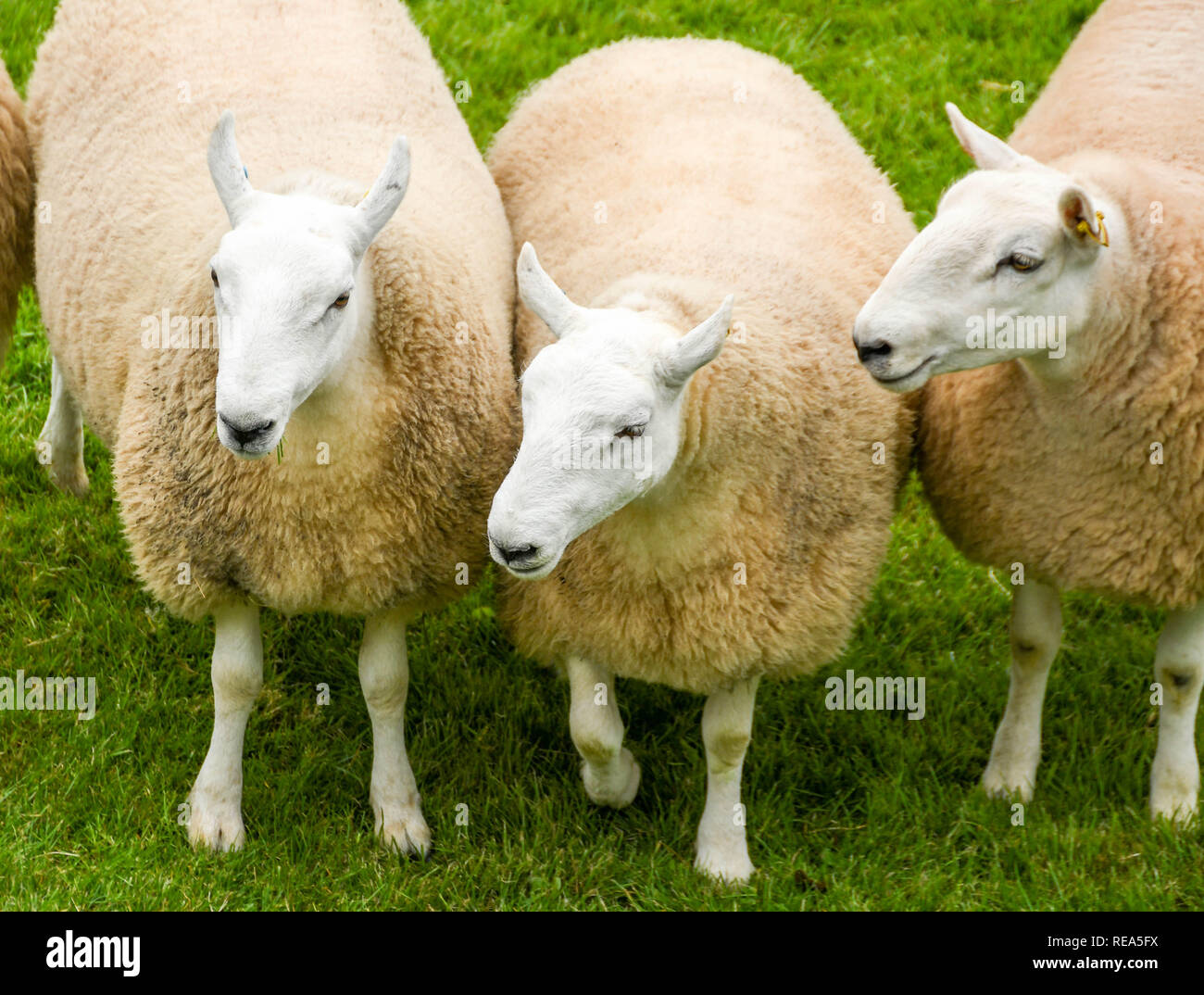 Sheep wool facing hi-res stock photography and images - Alamy