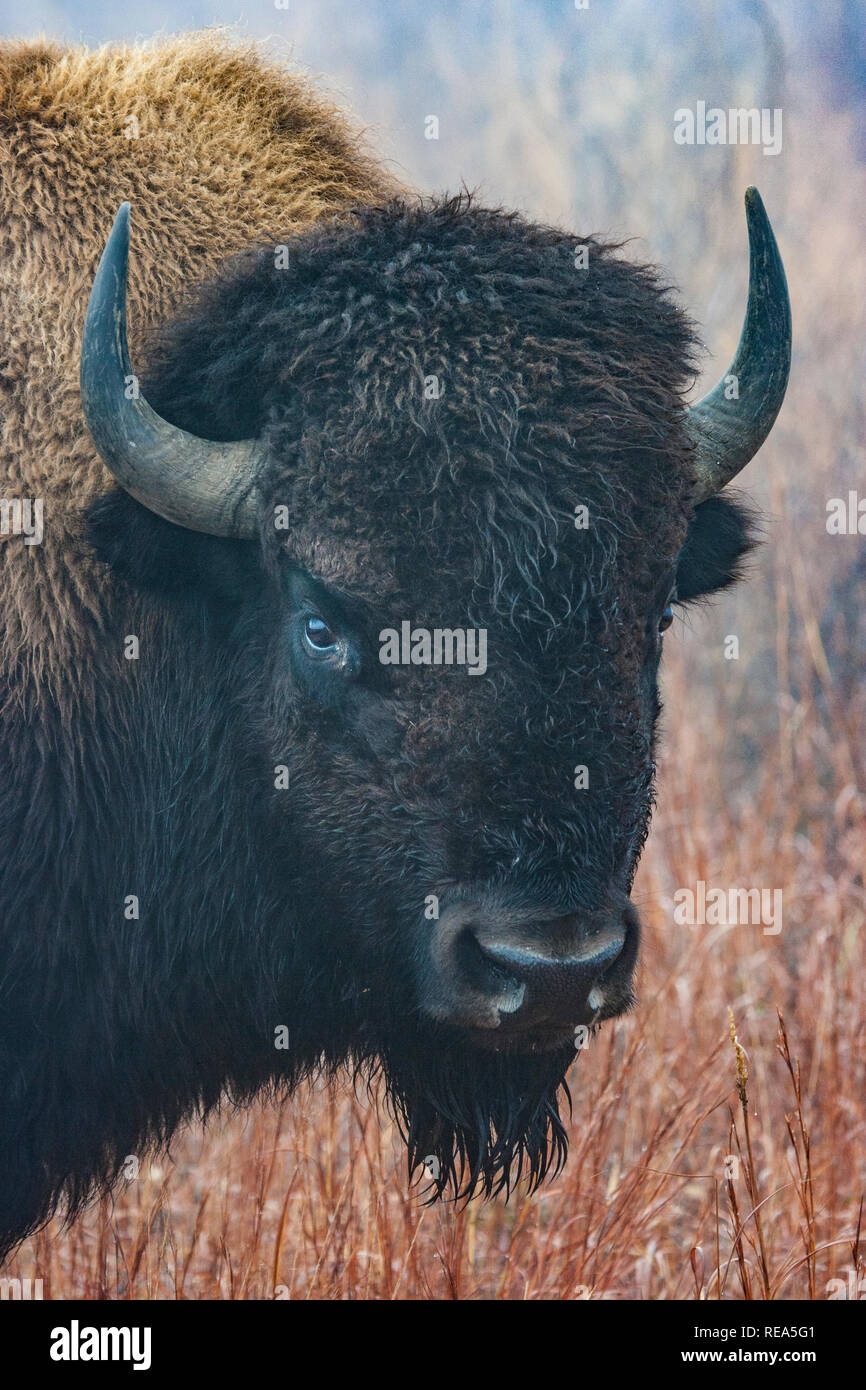American bison (incorrectly referred to as a "buffalo") at the Maxwell ...
