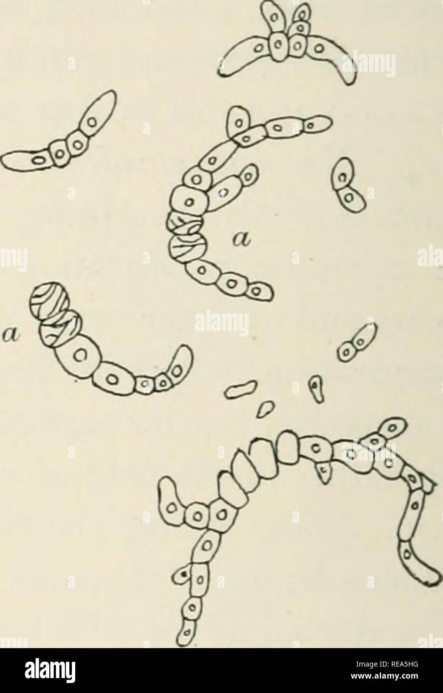 Agn03 hi-res stock photography and images - Alamy