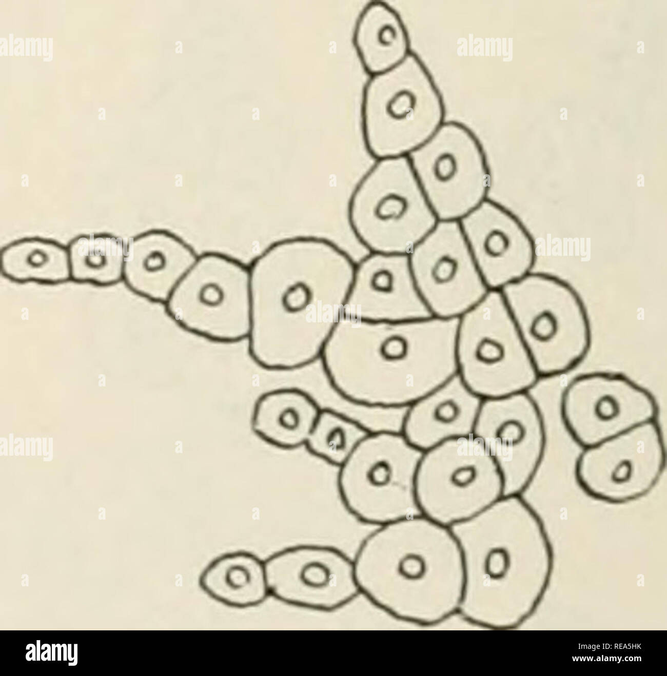 . Contributions from the New York Botanical Garden. Plants. 15. Figure ...